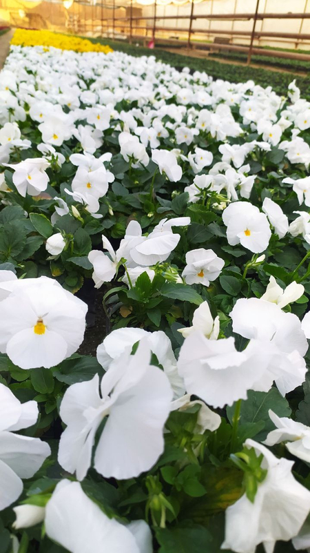Viola gullari sotiladi