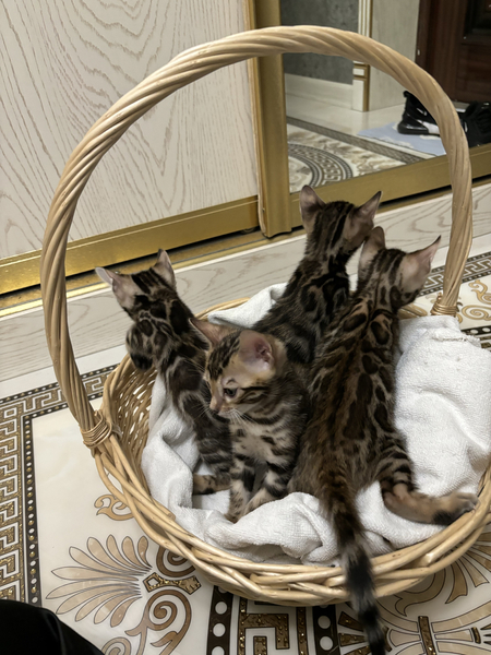 Бенгальский  котята