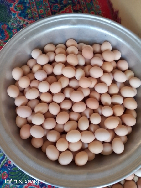 Damashni tuxum sotiladi