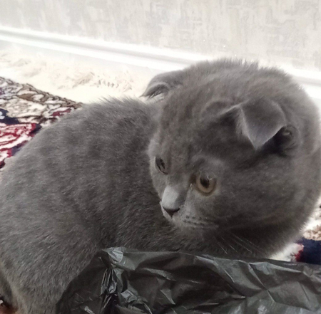 Продоётся котёнок Скотиш фолд 3.5 месяца,
