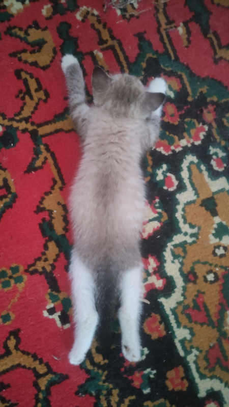 Продается котенок