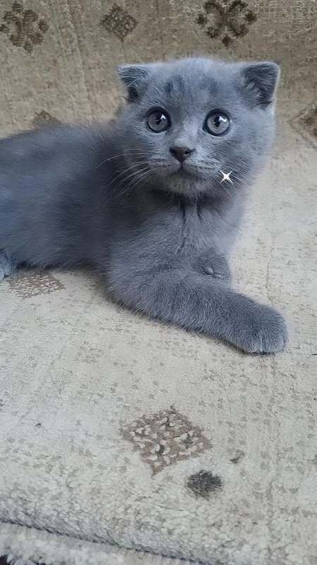 Продаётся который скоттиш страйт