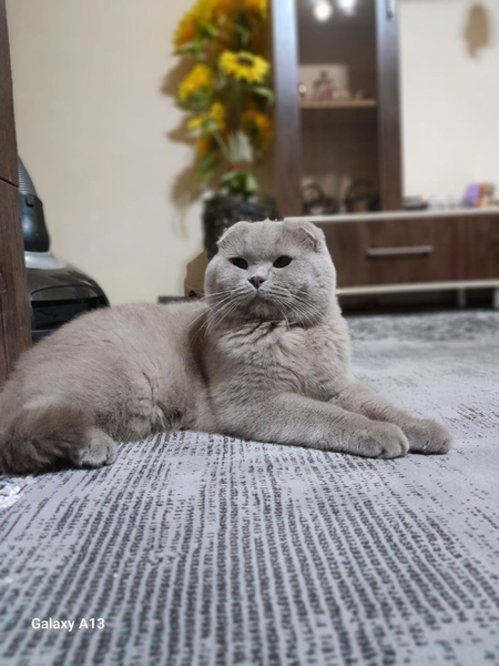 Предлагается на вязки Scottish fold