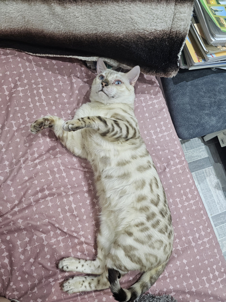 Бенгальские котята !!!