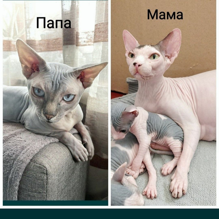 Канадские сфинксы