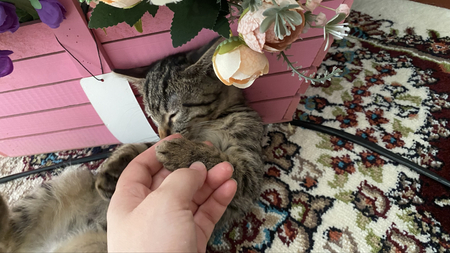 Котёнок мальчик 2 месяца