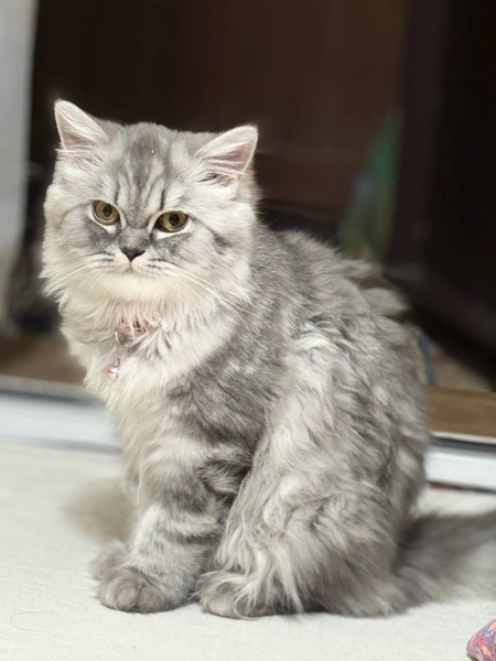 Срочно продается кошка