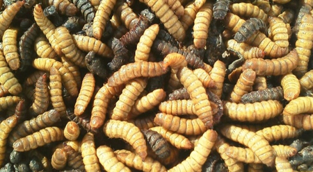 Продаю яйца чёрной львинки