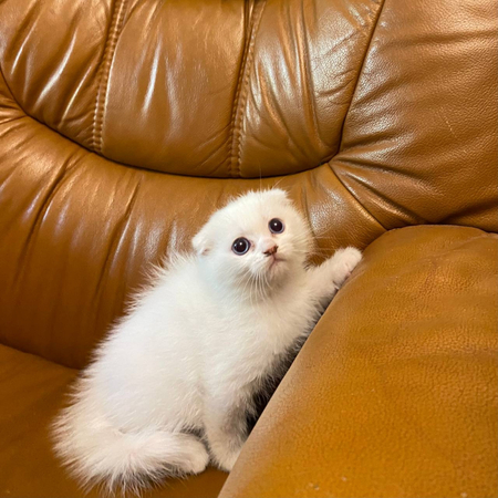 Скоттиш фолд котята