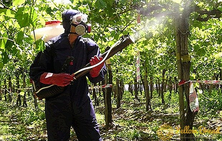 Дезинфекция хизмати, дарахтларни дорилаш