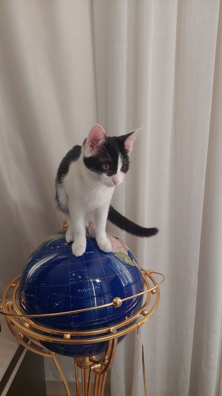 Котёнок девочка. Очень ласковая