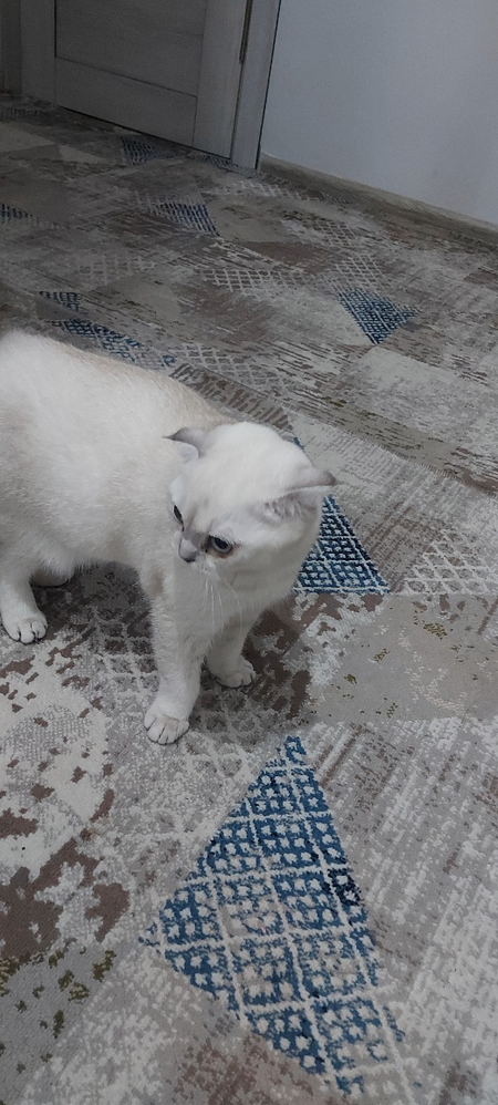 Кошка пародистая скоттиш фолд
