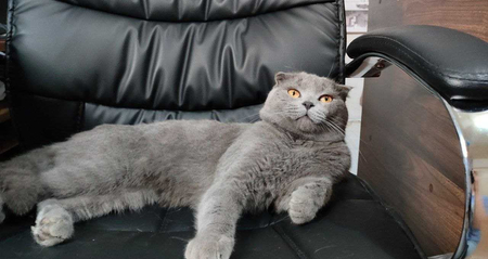 Кот Скоттиш Фолд