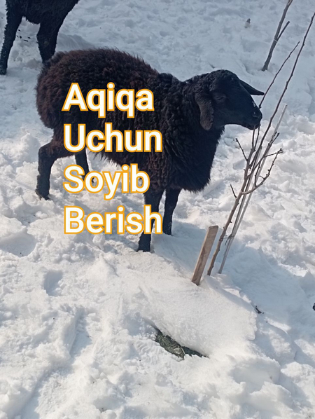 Qassob qassob qoy soyish