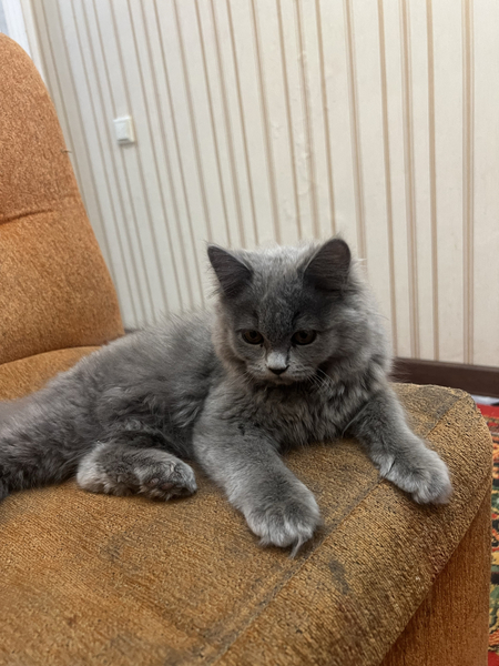 Mushuk sotiladi toza zot