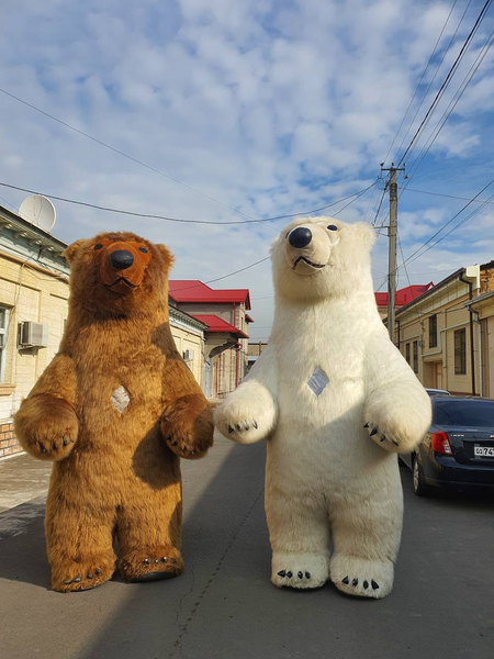 Afarmlenia ayiq foto video aksiya