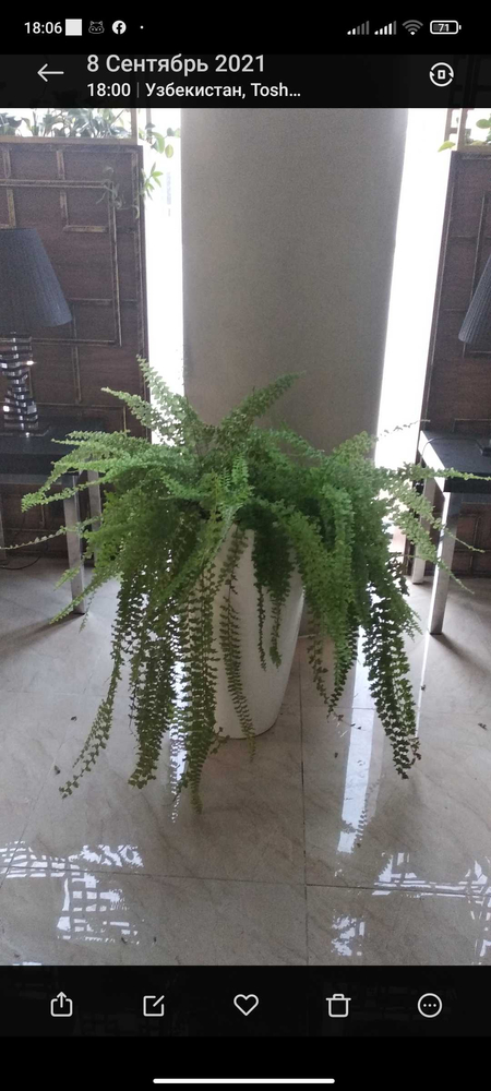 Королевский папоротник продам