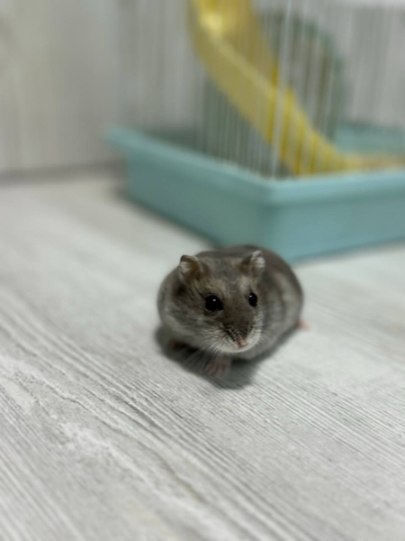 Хомяк с клеткой