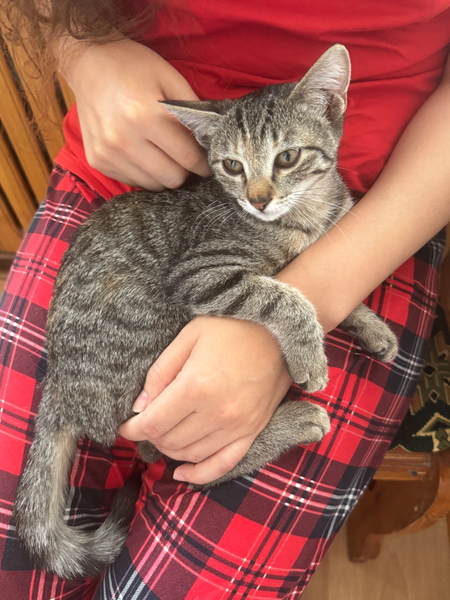 Кошка/котенок даром в добрые руки