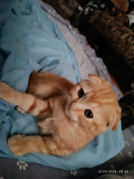 Продаются котята скотишь фолд