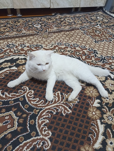 Отдам даром в хорошие добрые руки кота