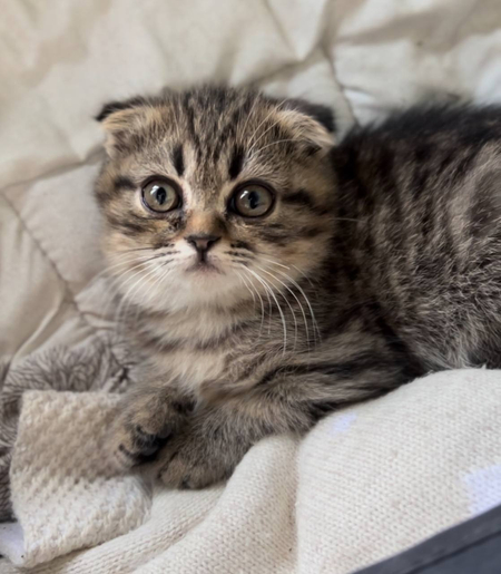 Скотиш фолд мальчик