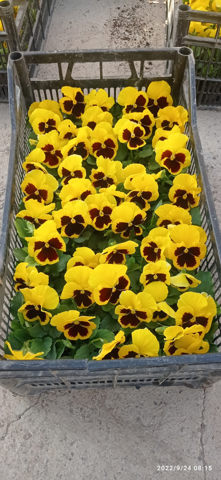 Viola gullarimiza
