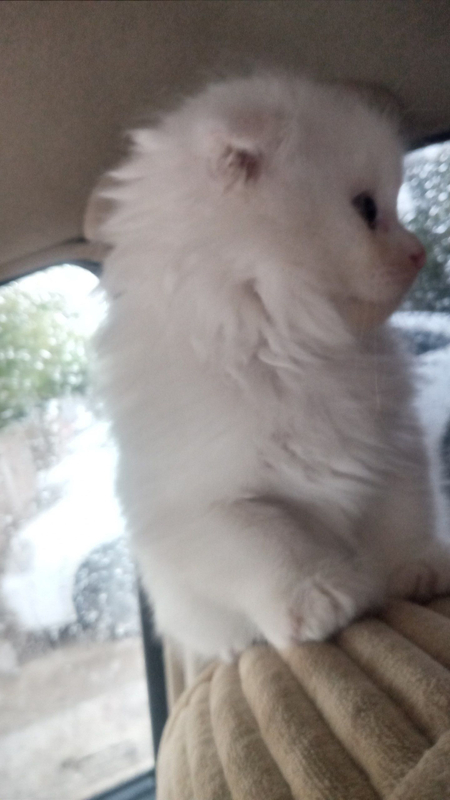 Продается котёнок