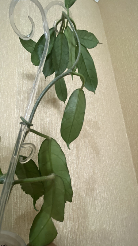 Хойя Villosa Long leaf