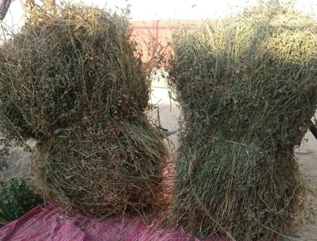 Yam yashil beda guli oʻziga turipti