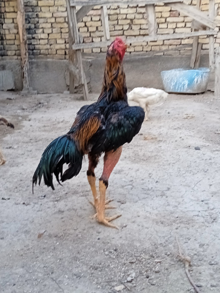 Qoni toza xuroz sotiladi