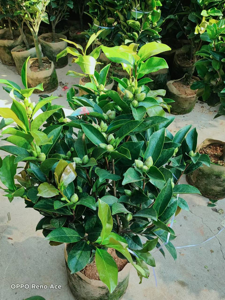 Kameliya koʻchatlari