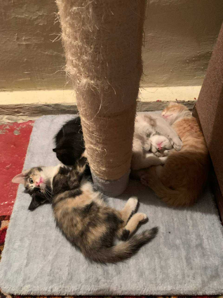 Котята в добрые руки