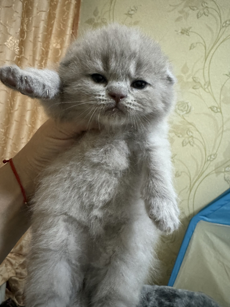 Шотландские фолд и страйт