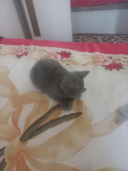 Мушук сотилади скотш фолд 2 ойли