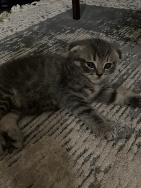 Породистая Кошка. Скоттиш Фолд 1 месяца и 11 дней