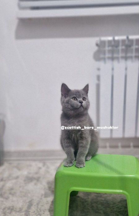 Мушук зотдор кошка котёнок котик