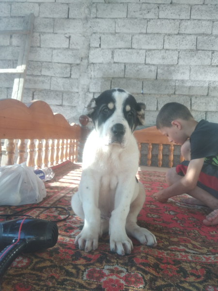Buldozer linya alabaylar sotiladi