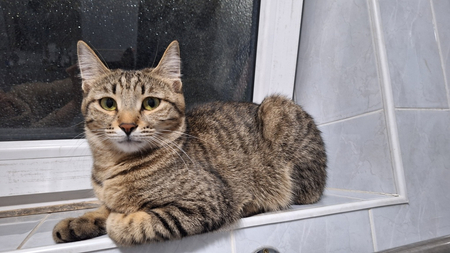 Домашняя кошка 1год и 4месяца