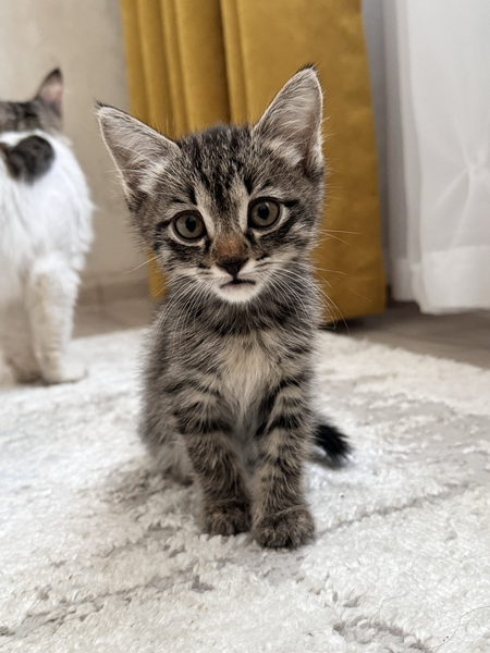 Отдам Котят