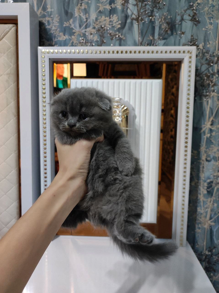 Продаются красивые котята