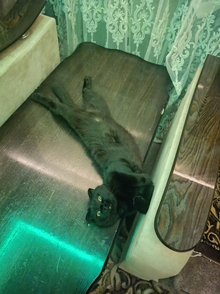 Котик на вязку. Город ЧИРЧИК