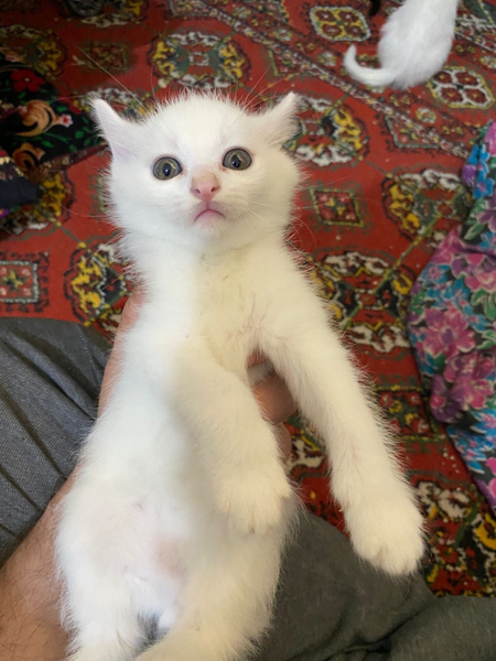 Mushuk bolalari 1,5 oylik sotiladi