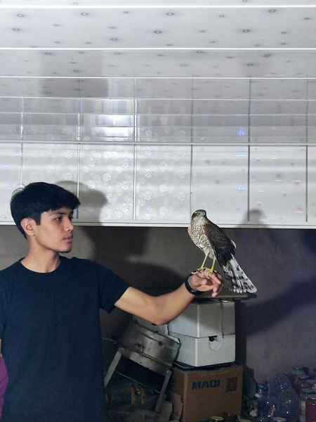 Lochin,Falcon,сокол