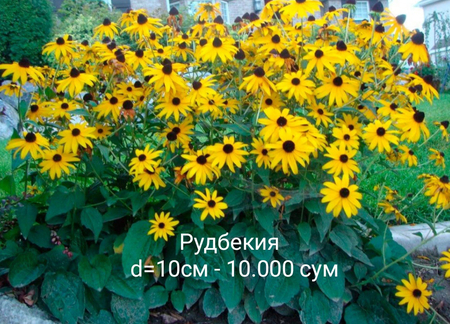 Продаю садовую рассаду