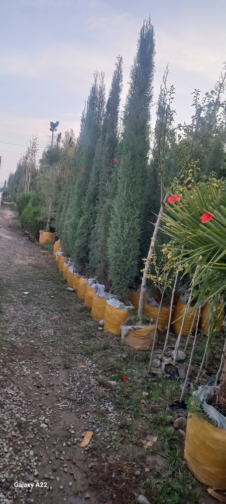 Xarxil turdagi manzarali ko‘chatlar bor