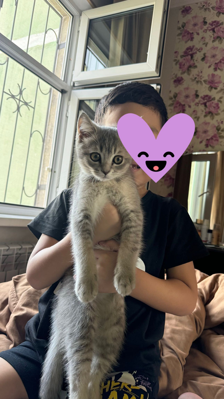 Продаю породистого котенка