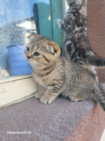 Продаётся котята Британские скоттиш фолд.3 х месячные