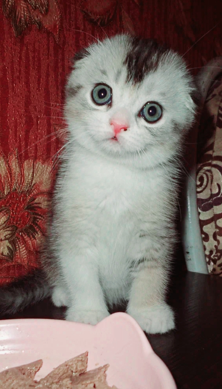 Шладкий котёнок Skottish Fold silver with gold