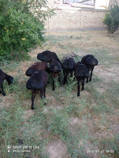 Boqishga qo’chqorla bor